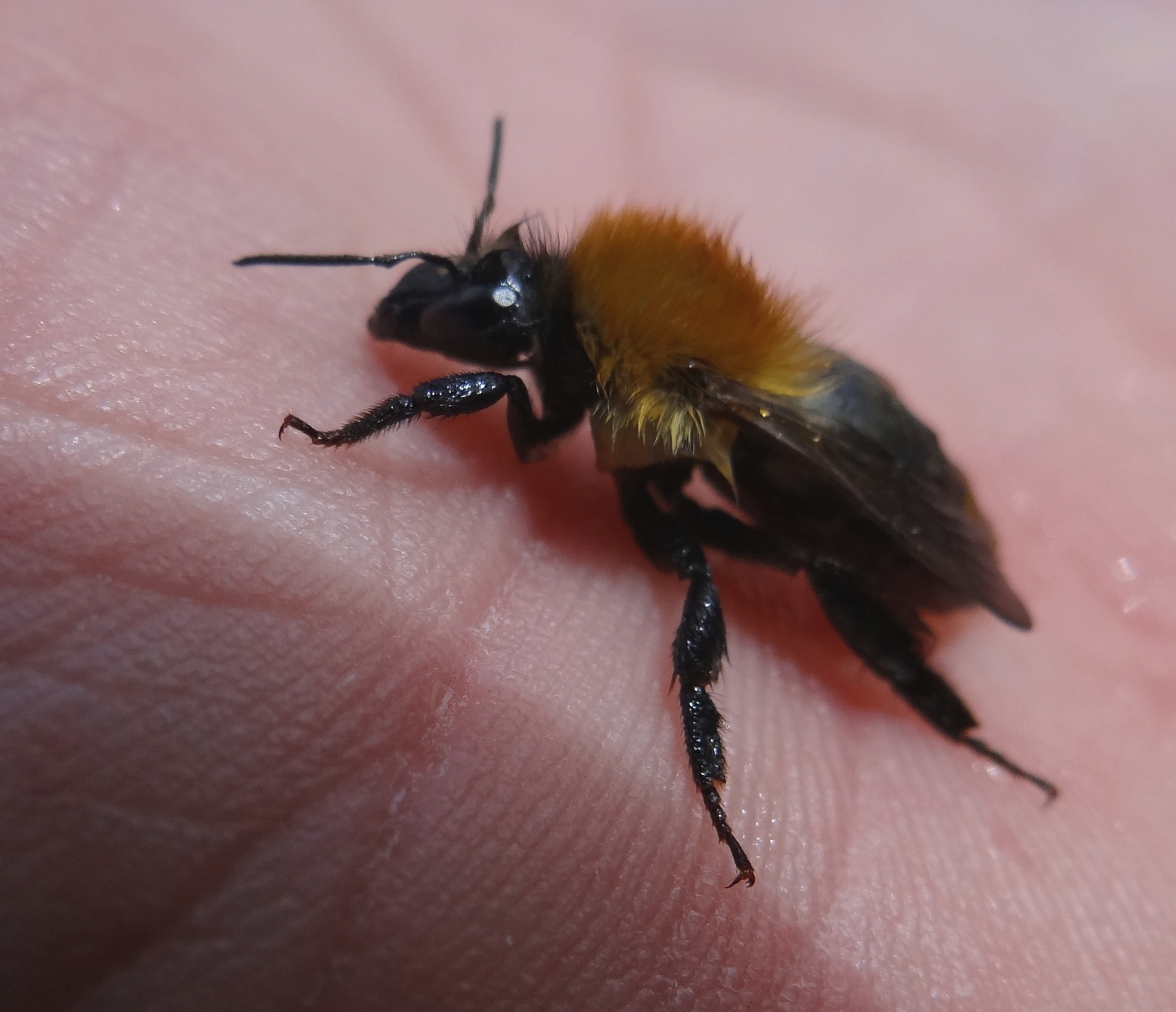 WET BEE 2 050824 — Postimages