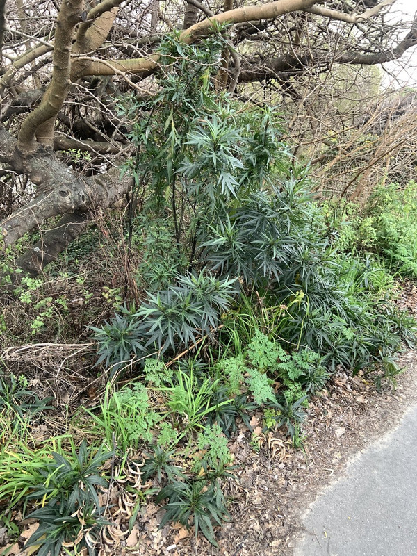 IMG 1092 — Postimages