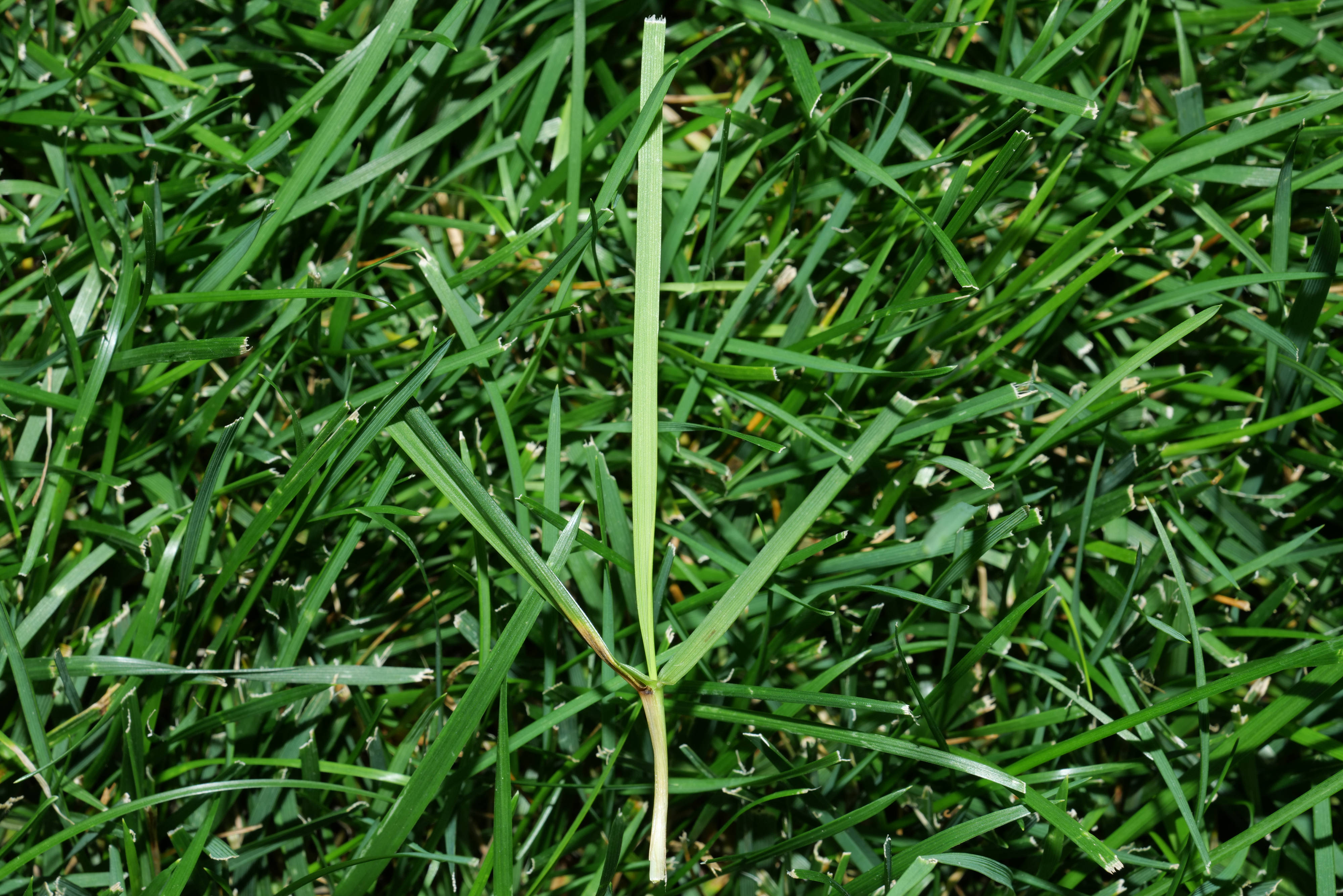 Light green TTTF 4 — Postimages