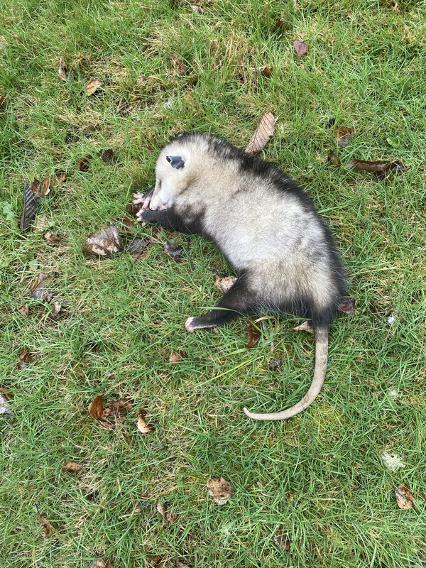 BA0 EE93 D 4 E67 4 D4 B 870 A C68635 CC89 BB — Postimages