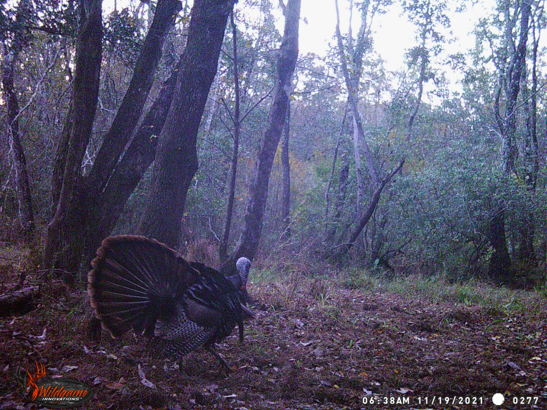 WGI 0277 — Postimages
