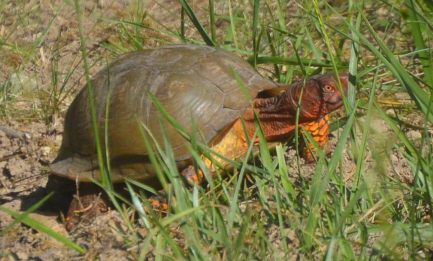 Lets see some animal/nature pics - Page 3 - AR15.COM