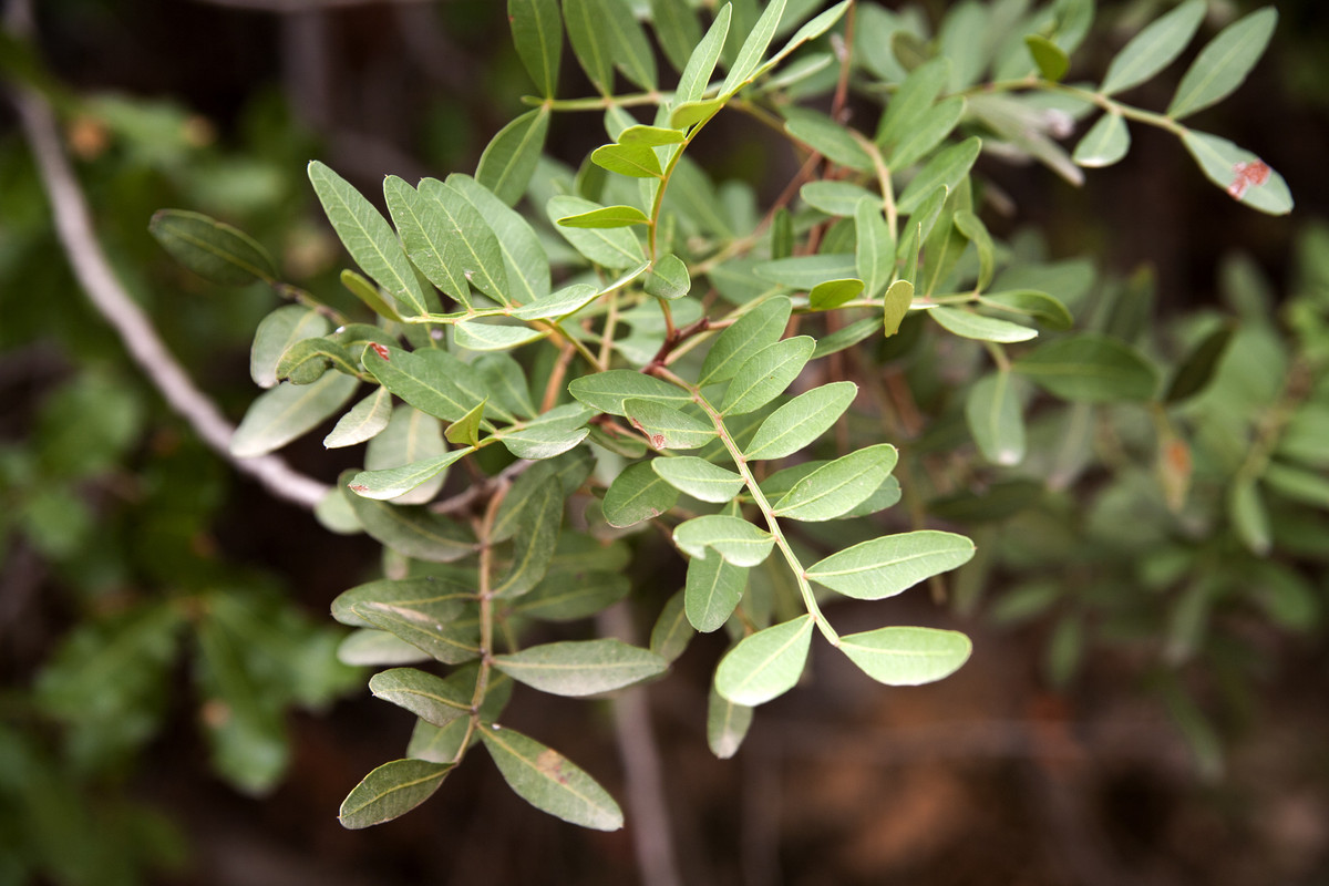 MG 2033 FORO — Postimages