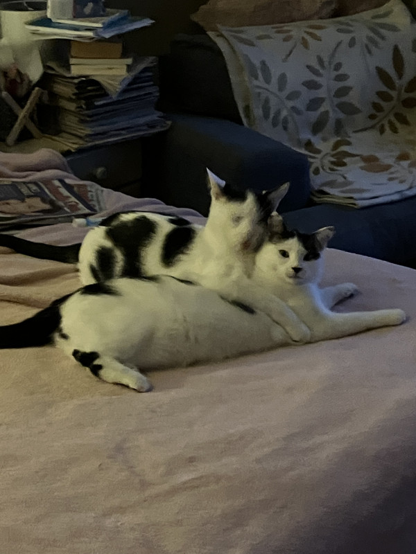 Cool Cats and Furious Felines: Anything with a cat in the name/type ...
