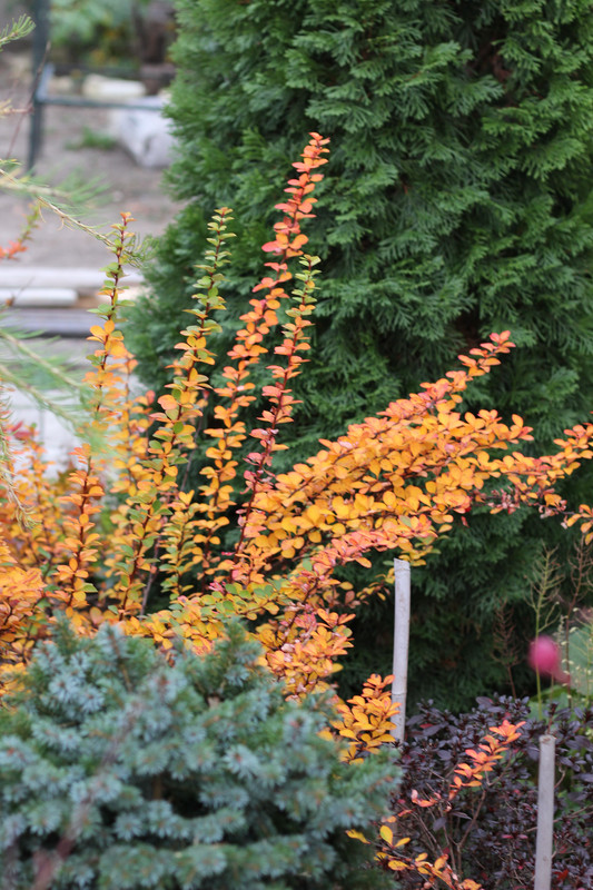 IMG 4250 — Postimages