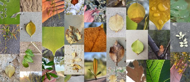 Welcome to The Leaf Connection! · BioDiversity4All