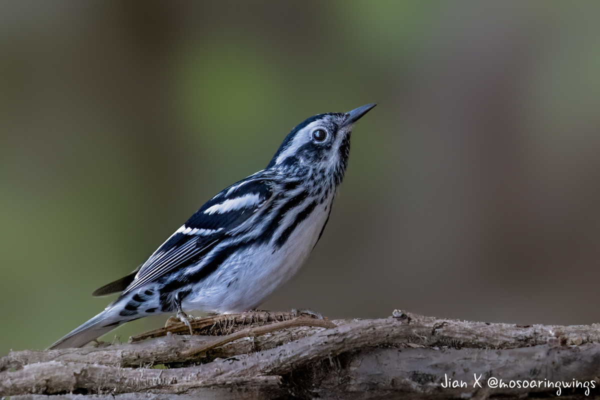 Z8 W9903 SW — Postimages