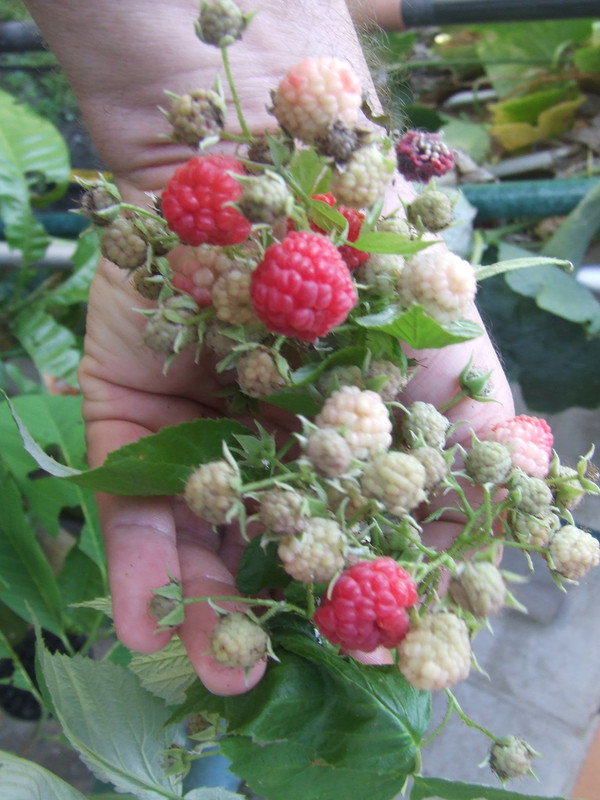 DSCF5959 — Postimages