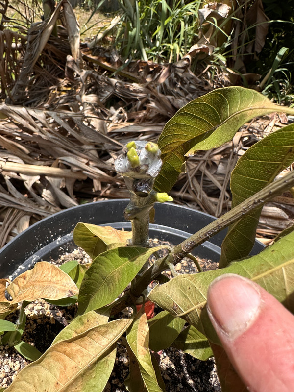 IMG 7964 — Postimages