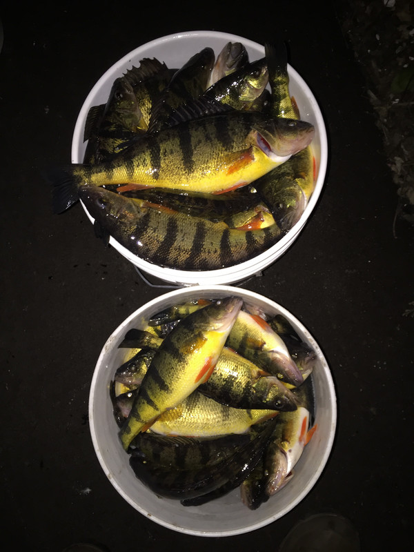 33 F5 ADA1 0 F08 4057 A556 8 A0 F911 C4 CD1 — Postimages