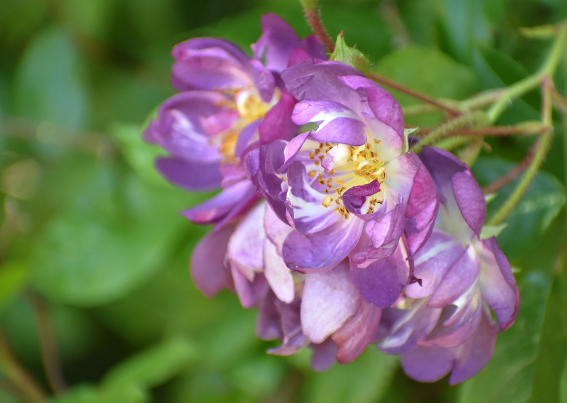 DSC 0066 AMB 22 6 22 — Postimages