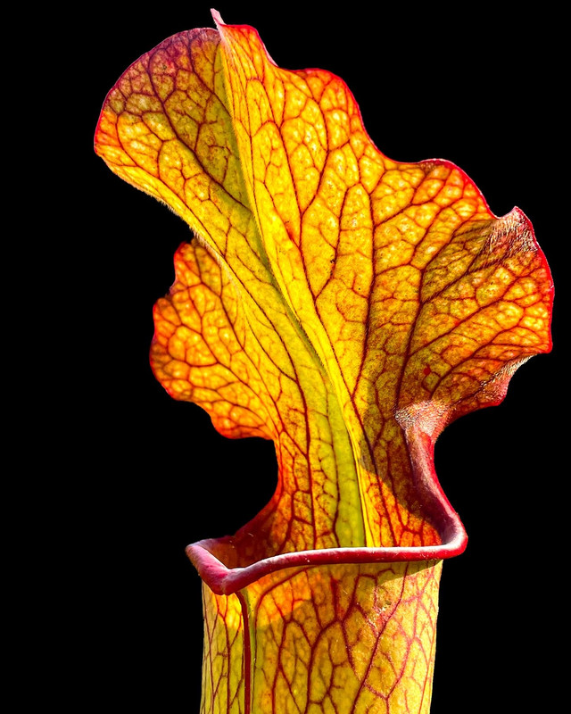 91 D64 ACD FE5 A 476 C B380 EBA48 D01 C882 — Postimages