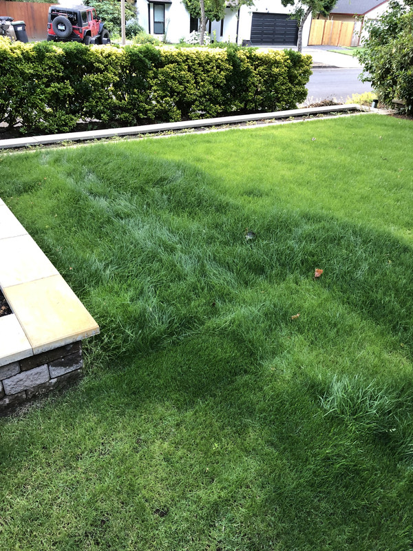 What can I blend ryegrass with? | Lawn Care Forum