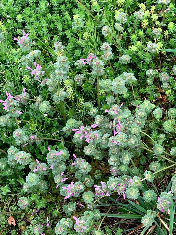 IMG 6108 — Postimages