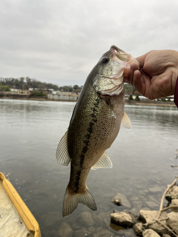 Latest Catch Pics Thread - Page 697 - Fishing Reports - Bass Fishing Forums