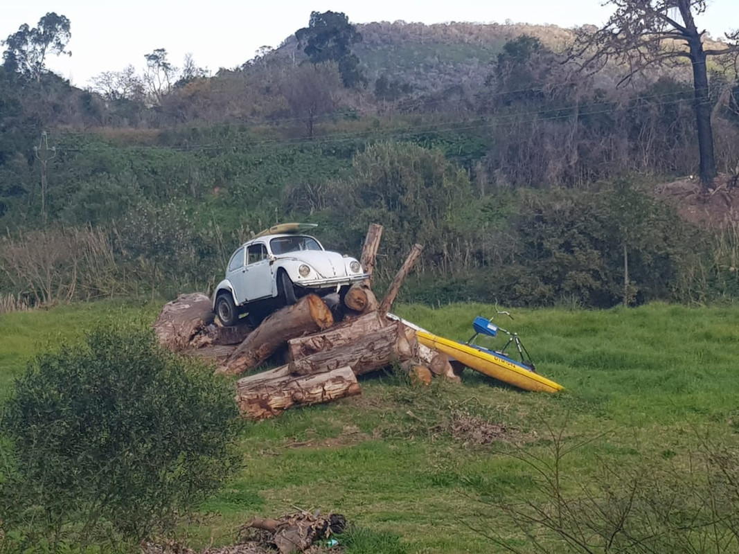 Buffelsbaai Beetle — Postimages