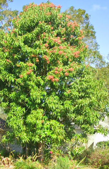 Large mango no fruit — Postimages