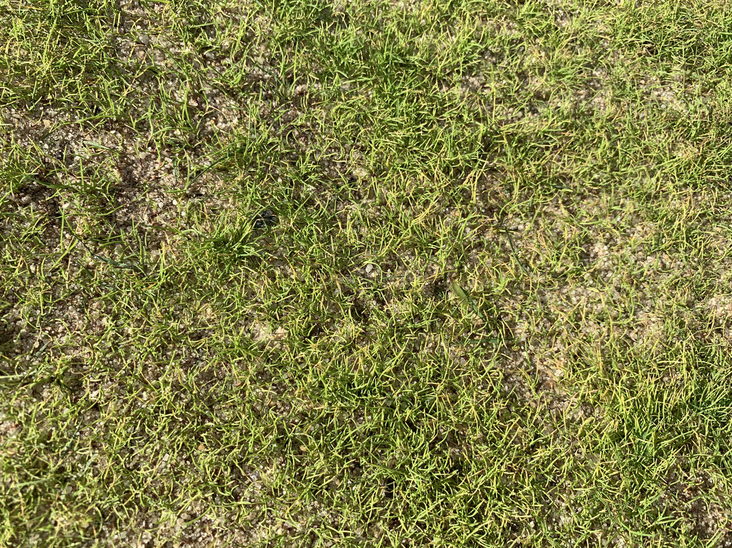 Bentgrass seed not growing !! | Lawn Care Forum