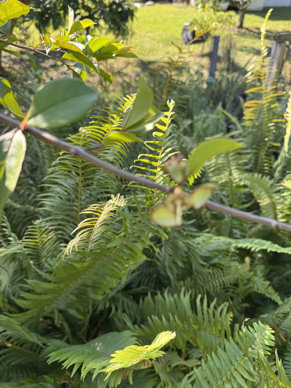 IMG 0964 — Postimages