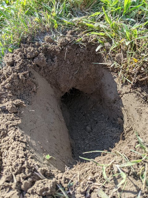 Gopher Problem | Lawn Care Forum
