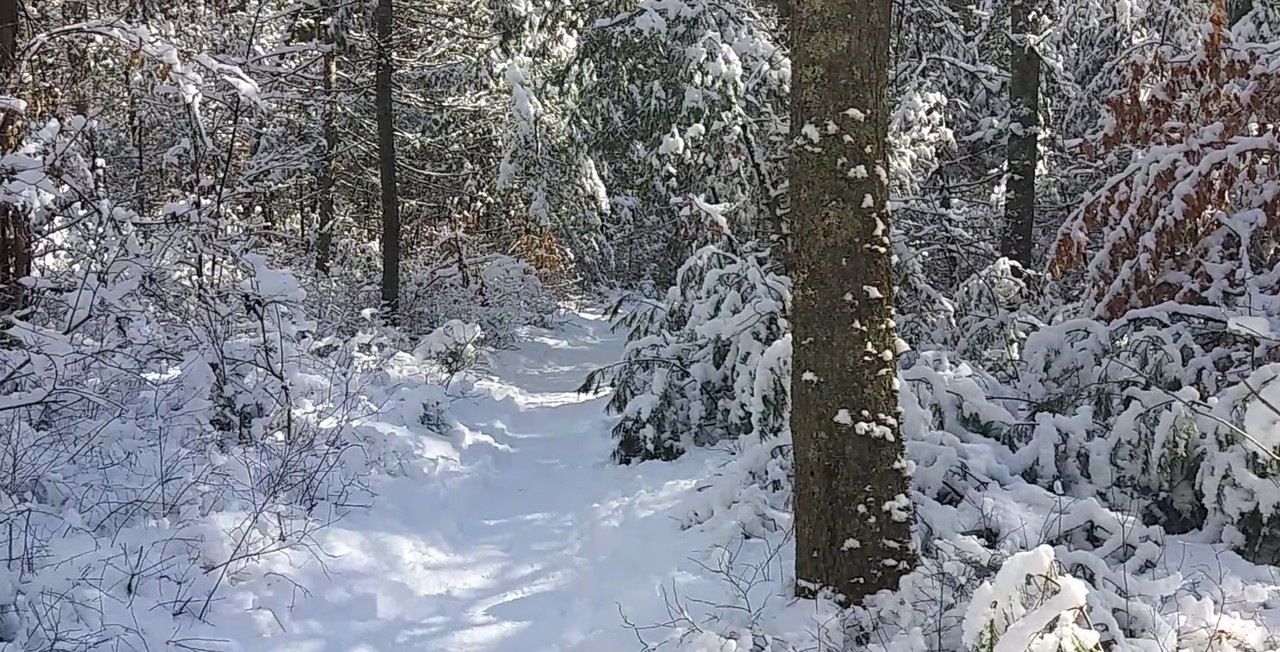 Massasoit SP Snowfall Trail1 — Postimages