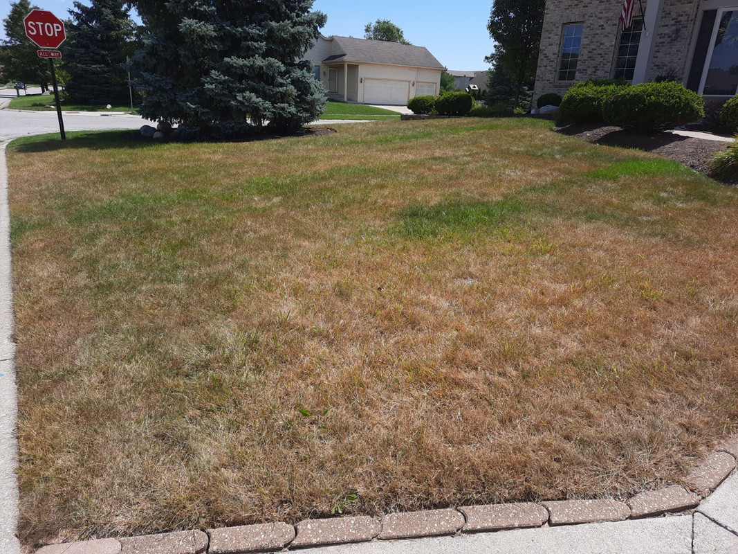 Blspeak's Fall Renovation (Playmaker mix, 80% TTTF, 10% KBG, 10% PRG ...