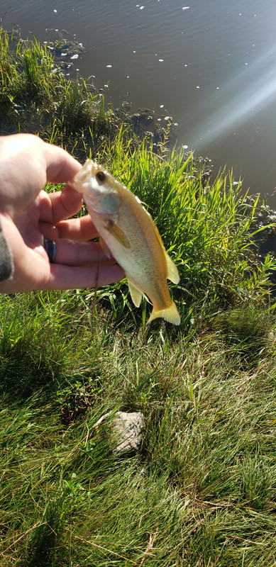 Latest Catch Pics Thread - Page 589 - Fishing Reports - Bass Fishing Forums