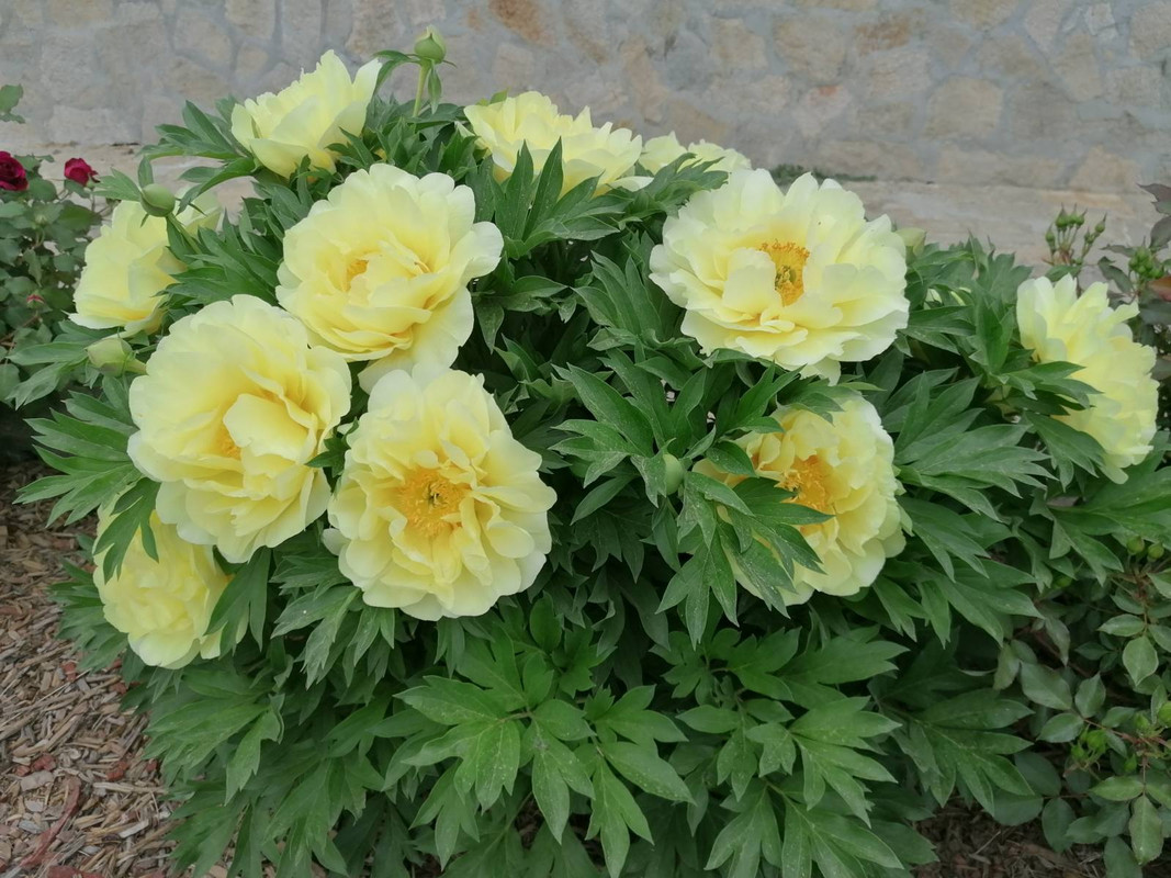 viber image 2020 05 21 13 50 541 — Postimages