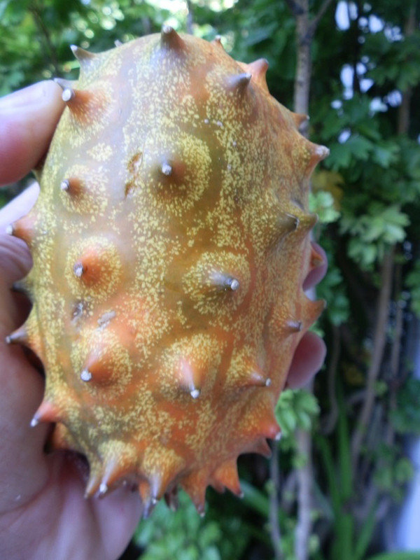 kiwano small — Postimages