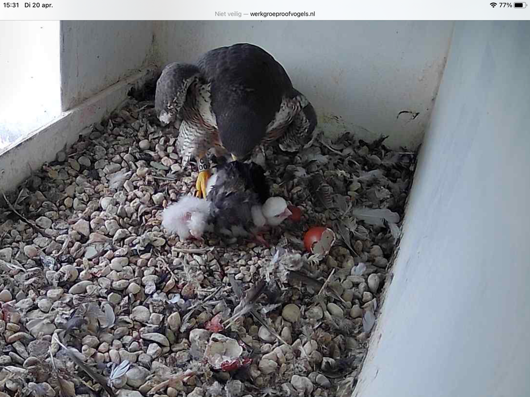 536 FA825 BD85 477 C 88 CE 6 FA6723 C29 AA — Postimages