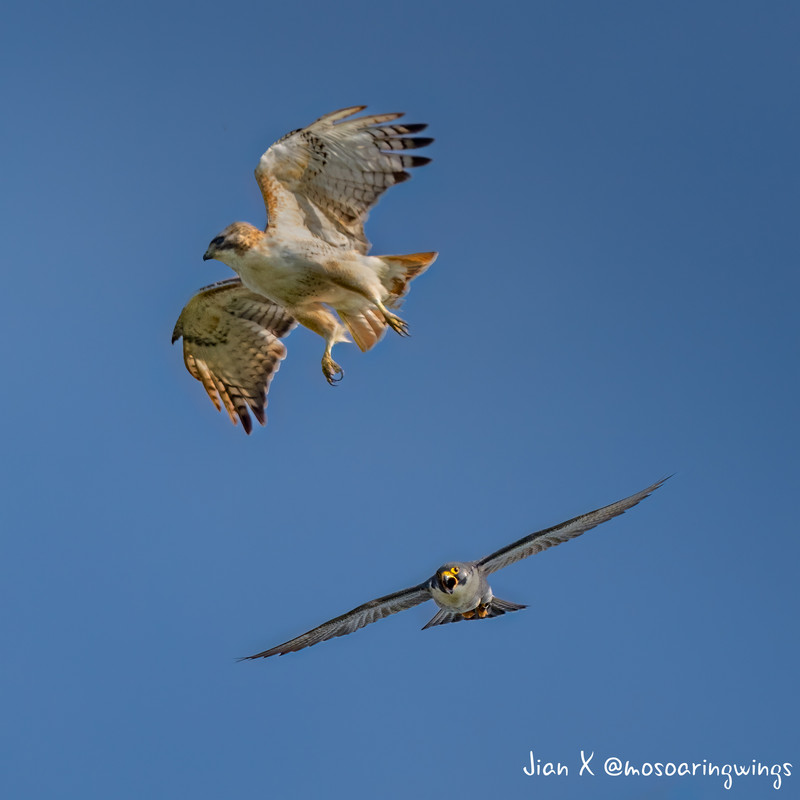 Z8 W8626 SW — Postimages