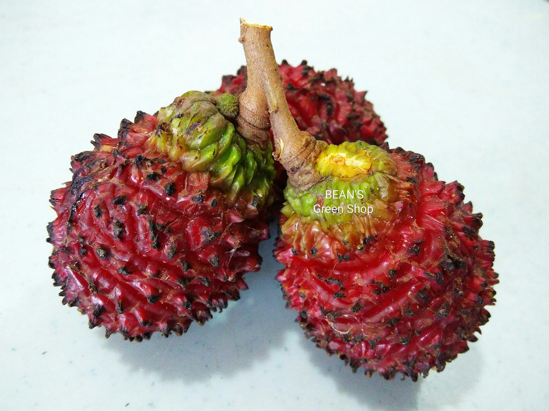 Pulasan red 1 — Postimages