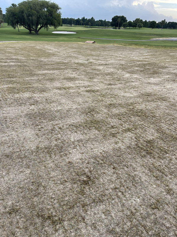 Sprigging putt greens - tif eagle | Lawn Care Forum