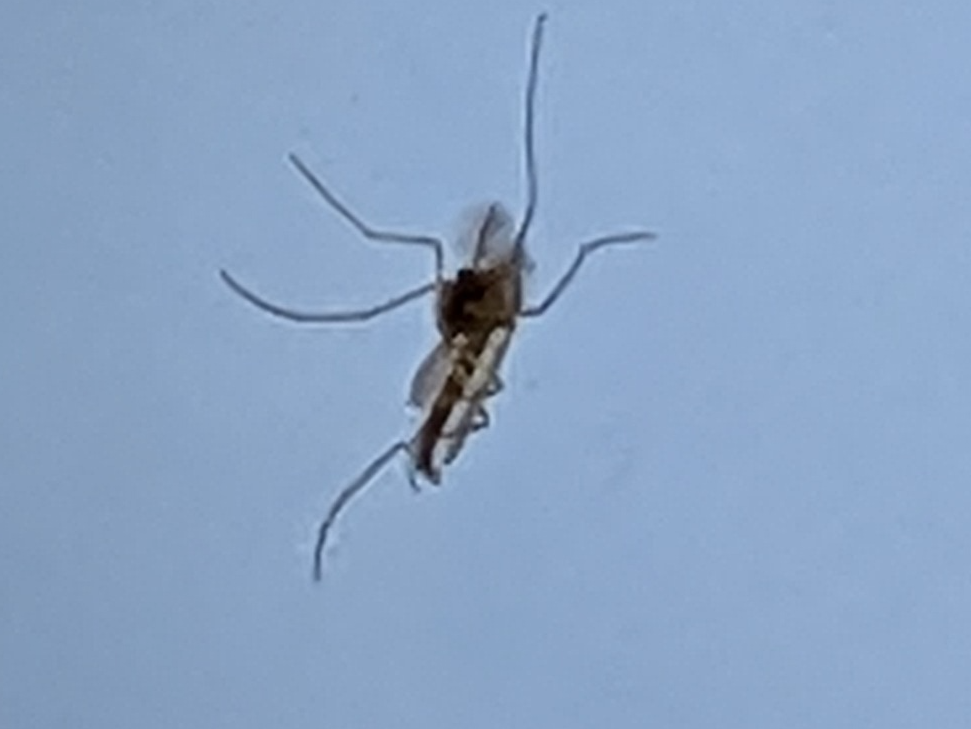 Bug on screen — Postimages