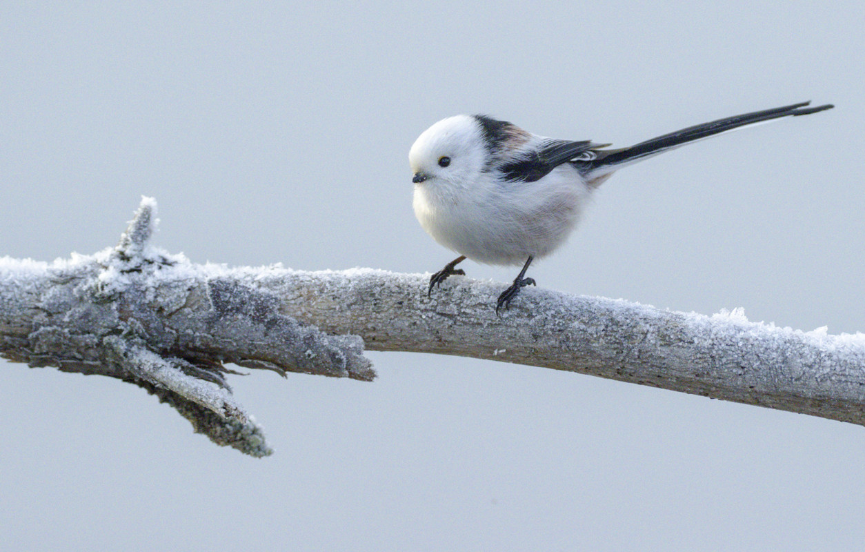 Snowball gained a bird form through decades of cultivation | Novel ...