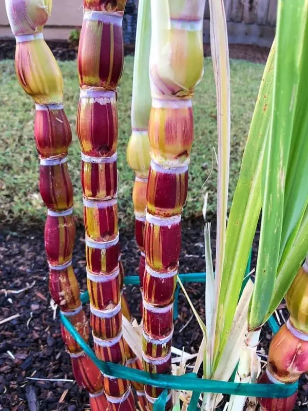 580 C3 C09 F0 C9 45 C2 8 F21 D0 B59751 E526 — Postimages