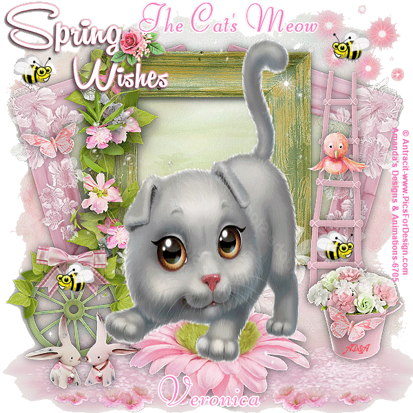 Spring Wishes Cat Cat Meow Veronica vi — Postimages