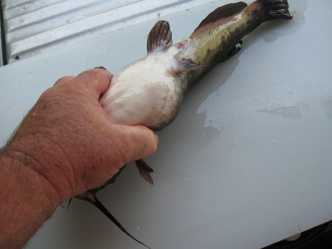 IMG 3090 — Postimages