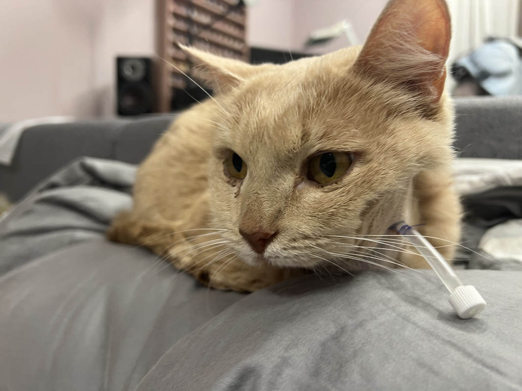 IMG 1205 — Postimages