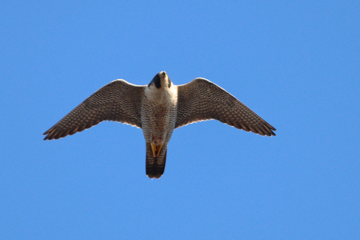 181 E0022 6392 4 B7 F BB5 E 7 C55 CBB769 ED — Postimages