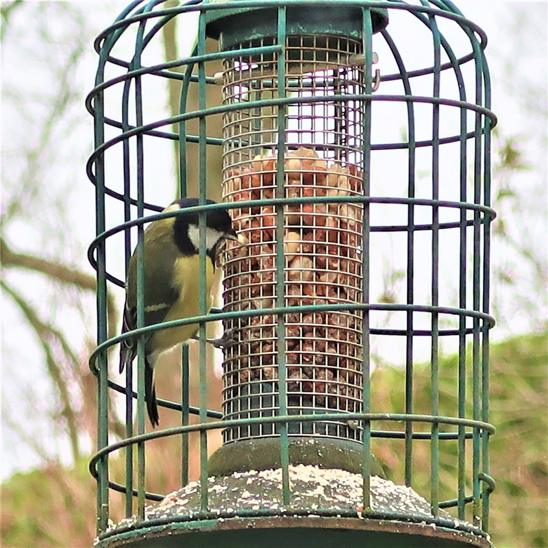 Any Bird On A Nut Feeder IMG 3822 (3) — Postimages