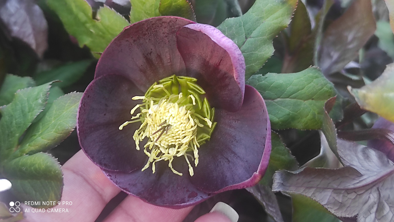 IMG 20230219 172018 — Postimages