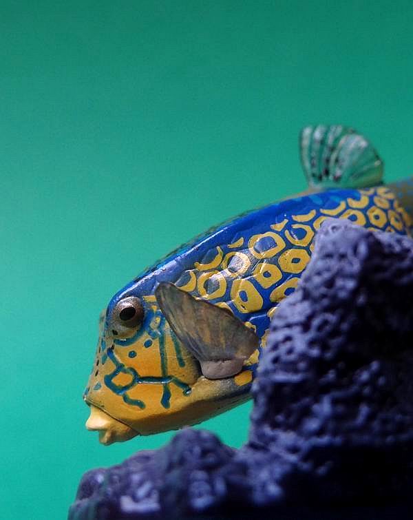 Coral Reef Fish