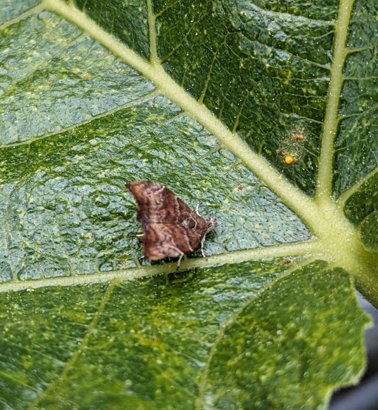 Screenshot 58 — Postimages