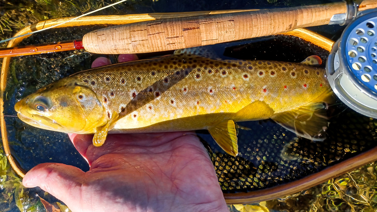 The PHY Midge: what can't it do? - The Classic Fly Rod Forum