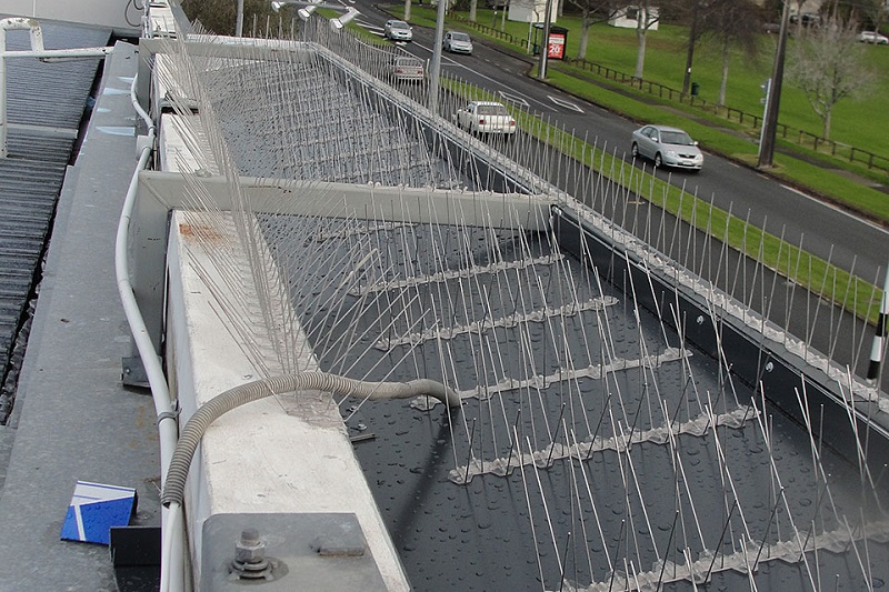 Everything You Need To Know About Bird Proofing - Real Estate Blog ...