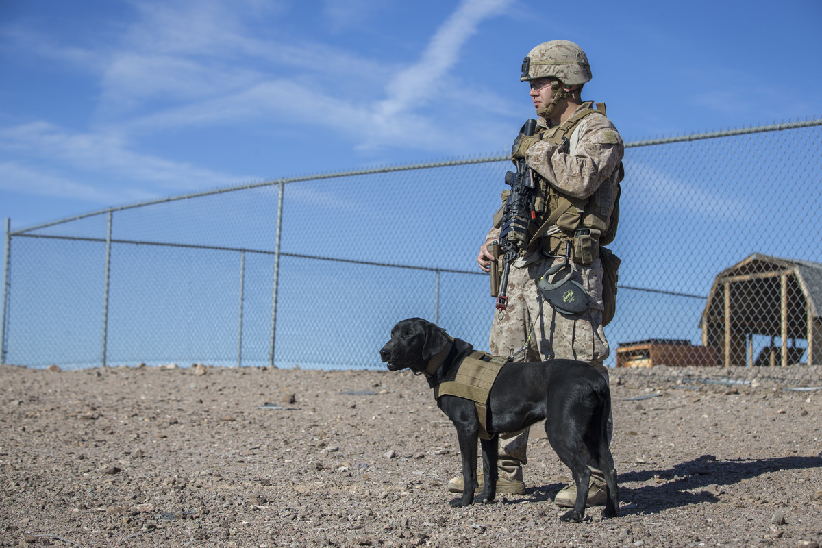 Photos - Pictures of Dogs in the Military & Police (K9) | Page 20 ...