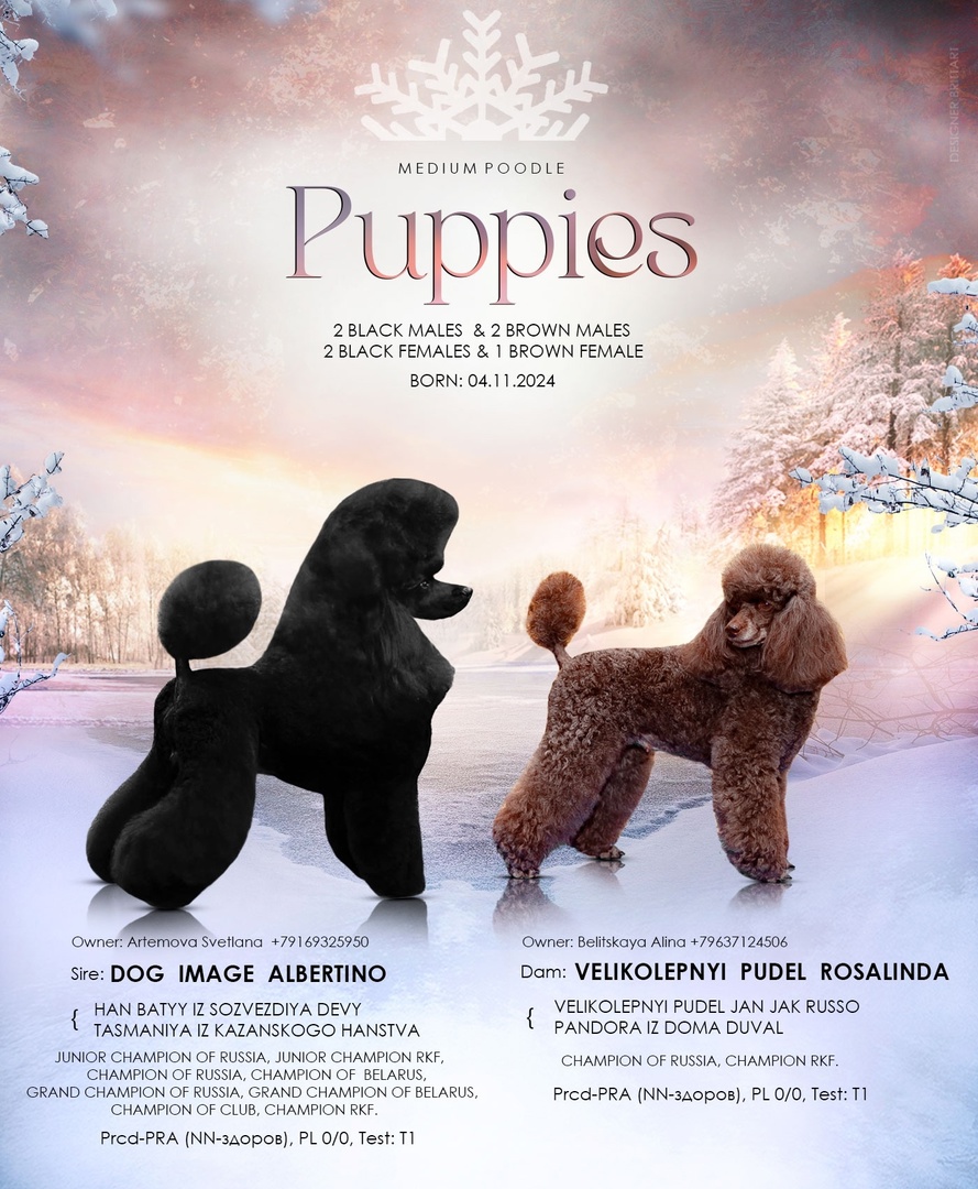 PXFNpv2gf P4 — Postimages