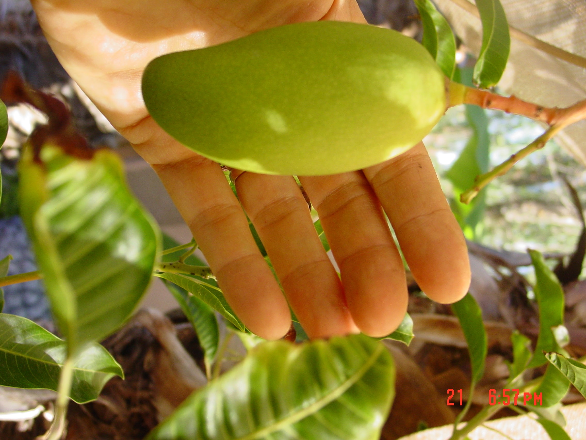 Chocanon Fruit 010115 — Postimages