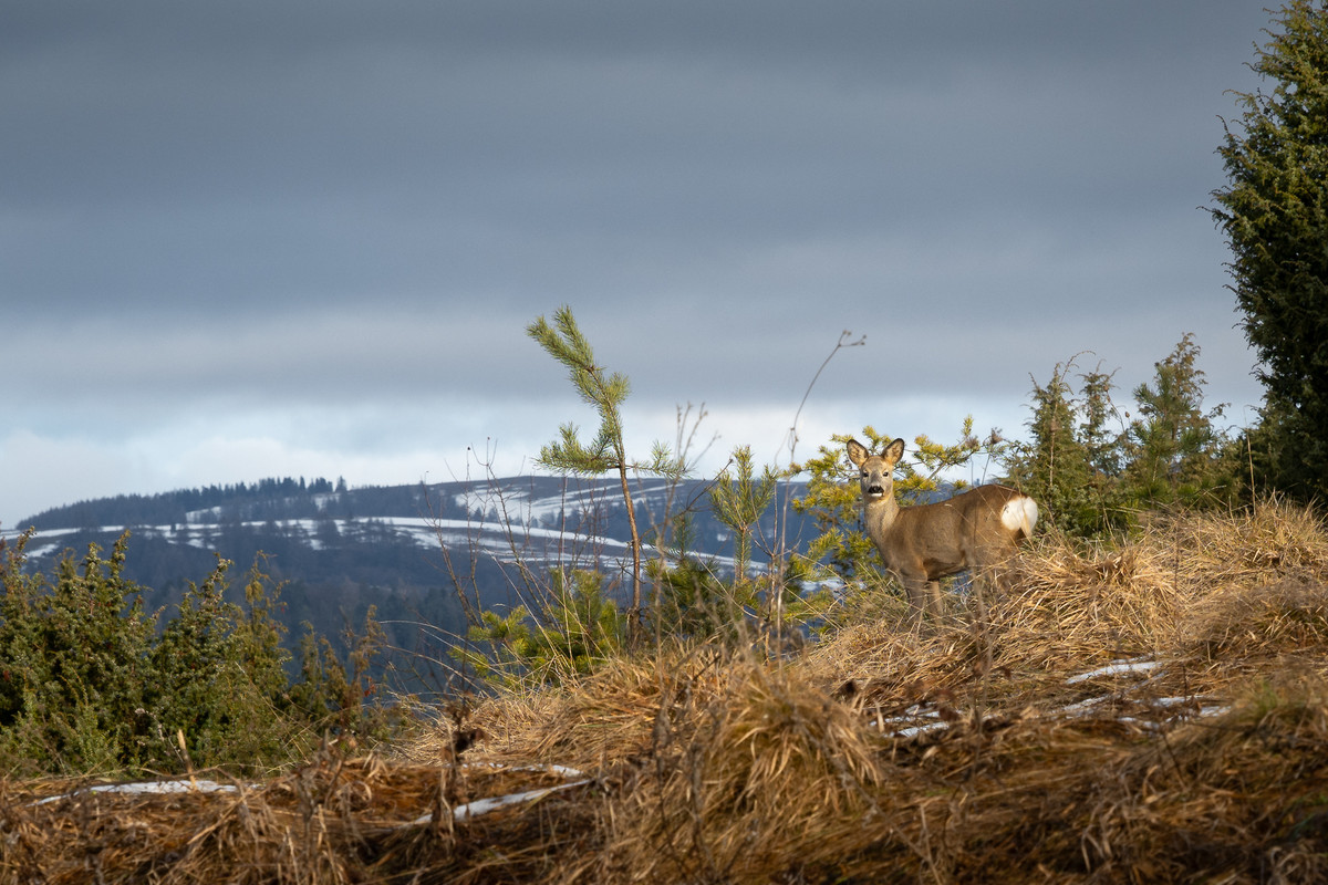 DSC 0004 — Postimages